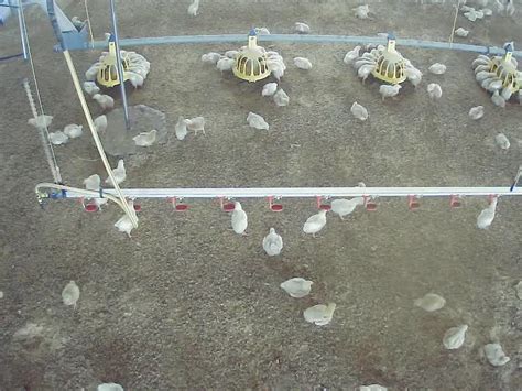 Chicken Object Detection Dataset By Aiml