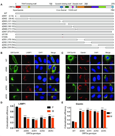 Mutagenesis Of Putative Orf3a Functional And Structural Domains And