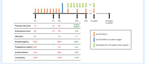 Schematic Representation Of The Hp Hcg Based Treatment Protocol