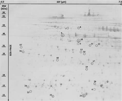 2 De Protein Map Of Mature Rye Grain From 20 Recombinant Inbred Lines