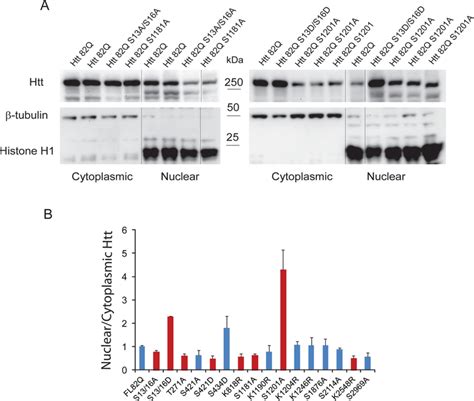 Subcellular Localization Of Expanded Htt Is Modulated By Ptms A
