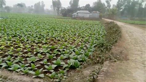 গ্রাম বাংলার প্রকৃতির সৌন্দর্য Beauty Of Village Nature A Glimpse Of Rural Life Youtube