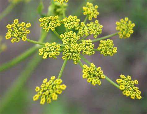 Parsnip Sowing Growing And Harvesting Parsnips