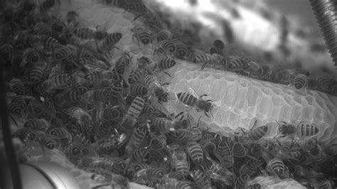 Bee Cam Live Camera Inside Of A Honey Bee Hive