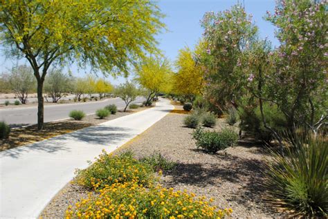 Trees Play A Vital Role In Our Communities Water Use It Wisely