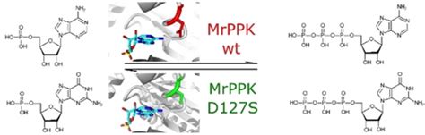 Broadening The Substrate Scope Of A Polyphosphate Kinase For Canonical And Non‐canonical