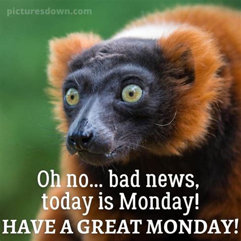 Good Morning Monday Funny Picture Lemur