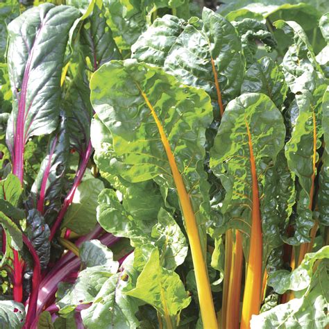 Silverbeet Abc Organic Gardener Magazine