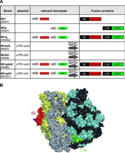 Overview Of Constructed Strains And 70s Ribosome Structure A Given Download Scientific
