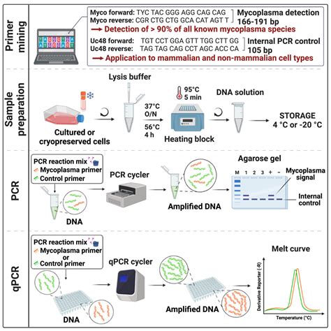A Pcr Protocol To Establish Standards For Routine Mycoplasma Testing