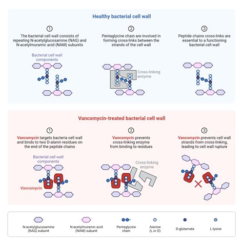 Comparison Between Healthy And Vancomycin Treated Bacterial Cell Wall
