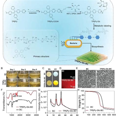 Design Structure And Characteristics Of Functional Bacterial