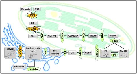 Schematic Depiction Of The Biosynthesis Of Steviol Glycosides By Mep
