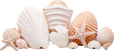 Ai Generated Sea Shells Png 35594595 Png