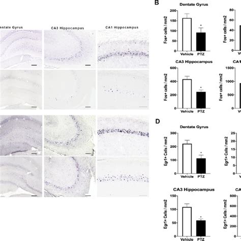 Progression Of Seizures As Measured On The Racine Scale Rats Were