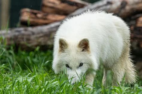 The First Female Dire Wolf Brought Back 12000 Years After Extinction