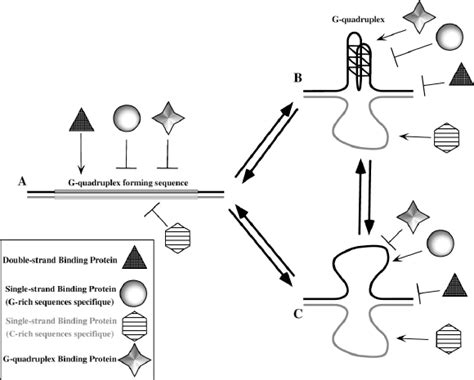 G Quadruplexes And Promoter Sequences A When Double Stranded A Download Scientific Diagram