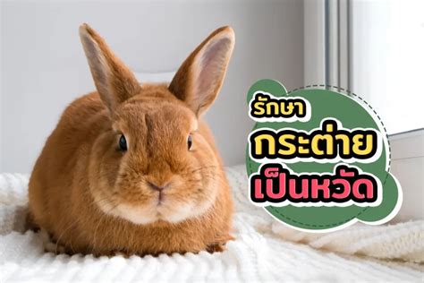 14 ข้อมูลกระต่าย เกี่ยวกับด้านกายภาพ โดย หมอมิงค์ โรงพยาบาลสัตว์ดาริน