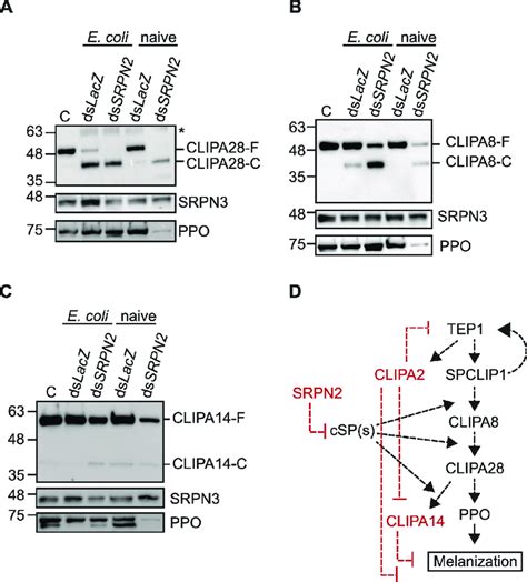 Srpn2 Is A Negative Regulator Of Csph Activation Cleavage A C Download Scientific Diagram