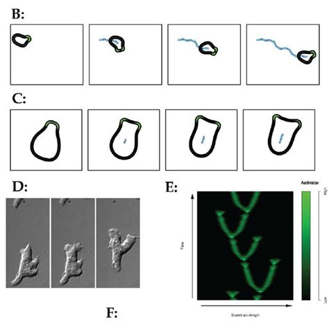 Simulation Of Random Migration Without Stimulus Ad Initial