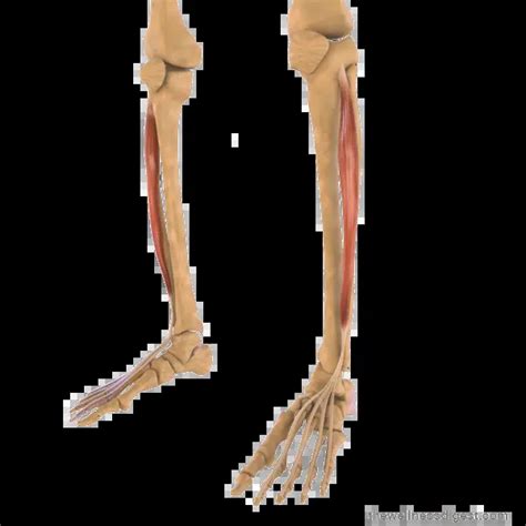 Extensor Digitorum Longus Muscle Origins Function Peroneus Longus