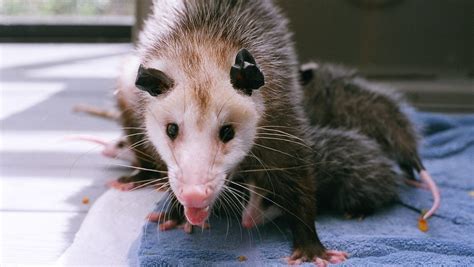 Opossum Teeth