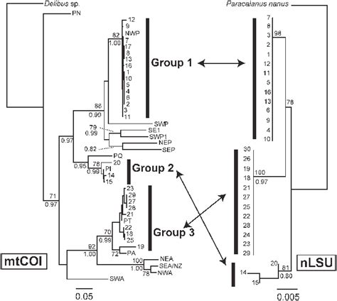 Maximum Likelihood Trees For Phylogenetic Relationships Among Members