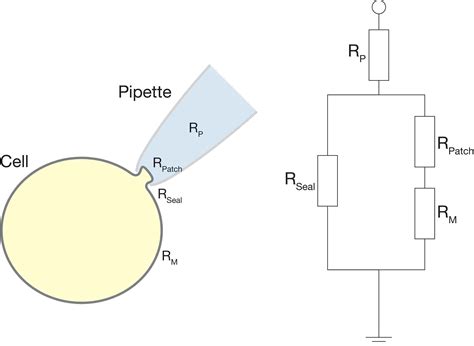Using Cell Attached Patch Clamp To Monitor Neuronal Scientifica