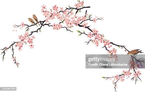 419 Cherry Blossom Tree Clip Art High Res Illustrations Getty Images