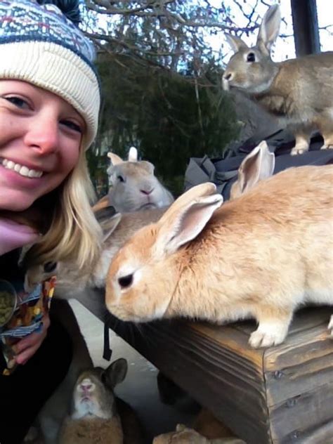 Bunny Island Japan 11 Things To Know Before Visiting