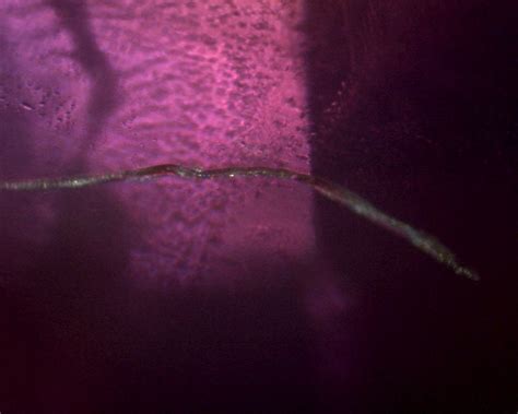 Ruby Inclusions Gem Related Discussion Igs Forums