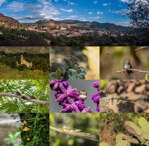 Exposiciones Biodiversidad Mexicana