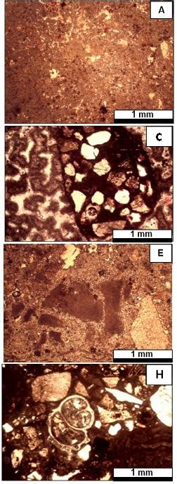 Microfacies Associations Of Isolated Carbonate Platform A Download Scientific Diagram