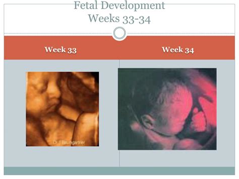 Ppt Fetal Development Conception To Birth Powerpoint Presentation