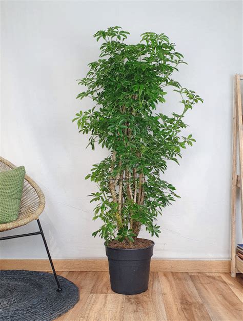 Schefflera Arboricola Compact Livraison Arbuste à Domicile