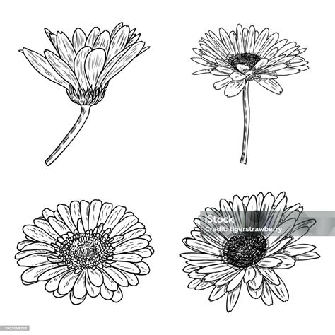 Daisy Floral Botany Koleksi Sketsa Gambar Bunga Daisy Seni Garis Hitam
