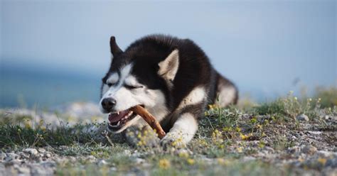 ¿cuánto Debe De Comer Un Perro Husky Siberiano La Importancia De Su Alimentación