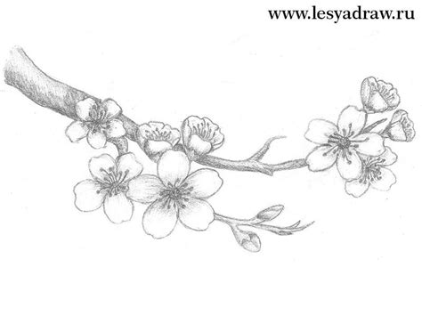 Как нарисовать ветку сакуры карандашом Blumen Zeichnen Tiere Zeichnen Perspektive Zeichnen
