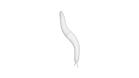 Flatworm 3d Model Turbosquid 2269361