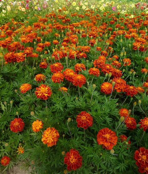 Tagetes Patula X Erecta Konstance Seeds £2 25 From Chiltern Seeds