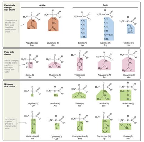 Chapter 3 Protein Structure And Function Flashcards Quizlet