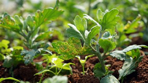 9 Mum Diseases And How To Treat Them