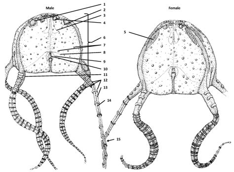 Anatomy Line Drawing Of A Male Left And A Female Right Medusa Of