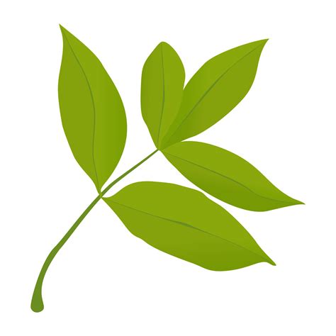 Elder Leaves Concepts 4625909 Vector Art At Vecteezy