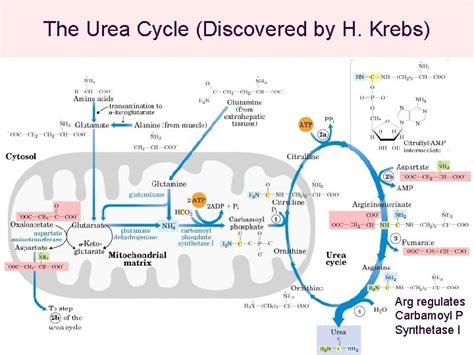 The Urea Cycle Schematic Of The Urea Cycle