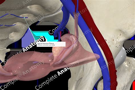 Sacral Venous Plexus Complete Anatomy