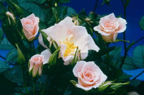 Gentle Touch Roses Uk