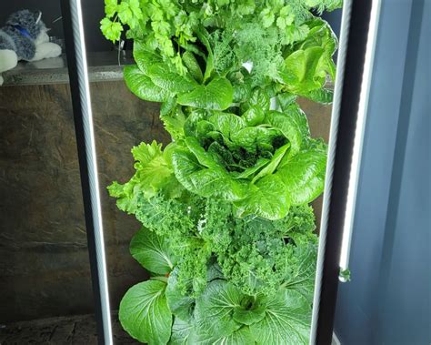 Hydroponic Grow Systems For Growing Vegetables