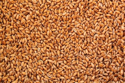Premium Photo Whole Golden Wheat Grain Kernels Background Harvesting