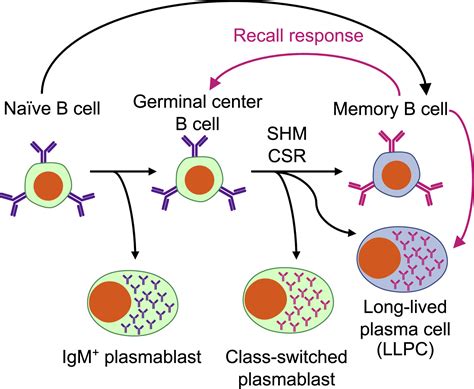 Genome Edited B Cells A New Frontier In Immune Cell Therapies